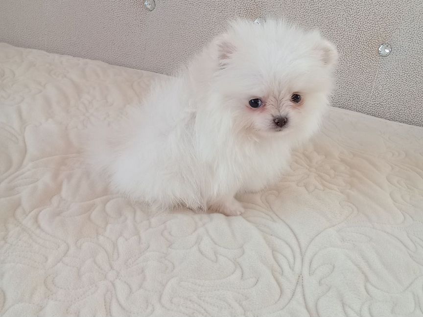 Щенки померанского шпица