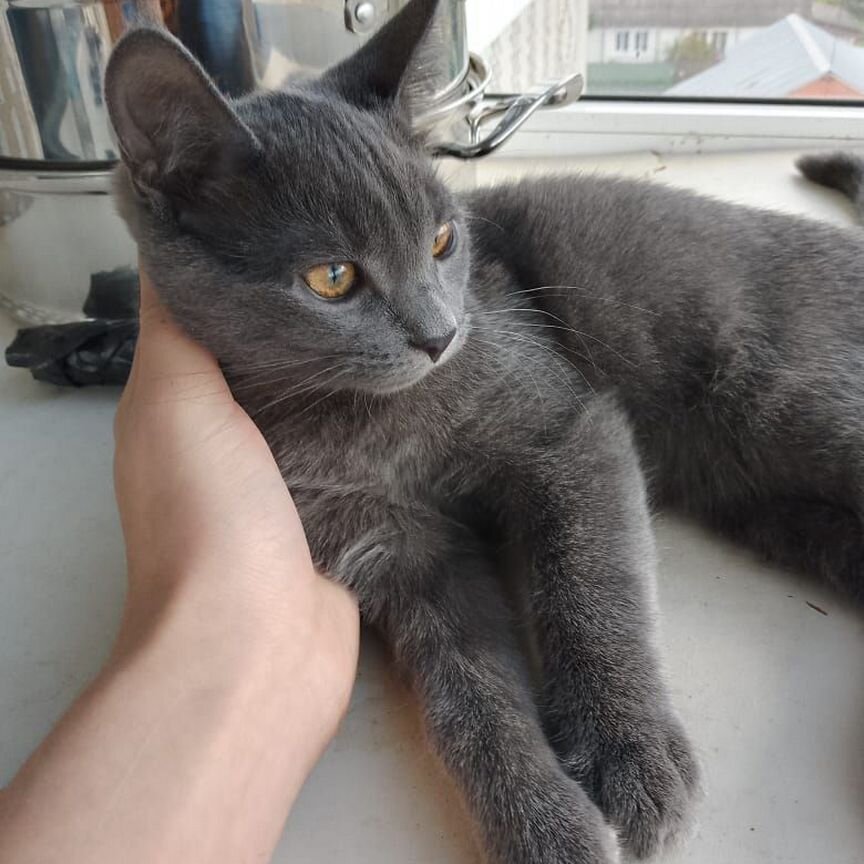 Отдам котят и кошку в добрые руки бесплатно