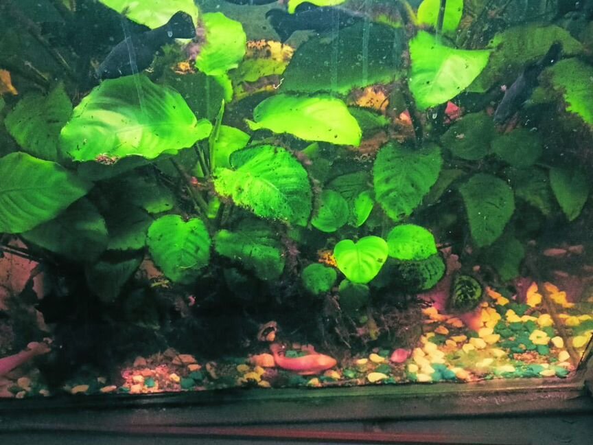 Акваримное растение Анубиас