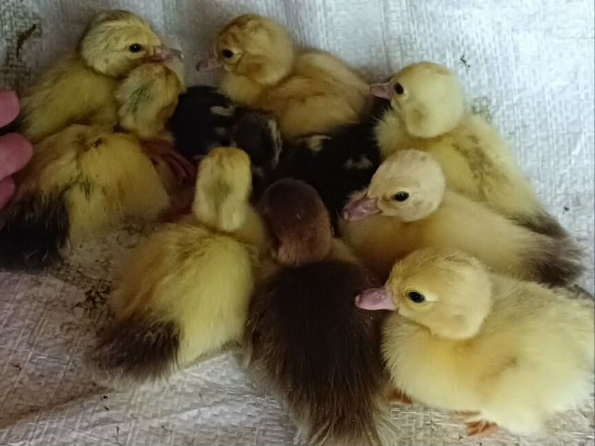 Утята суточные Шипуны