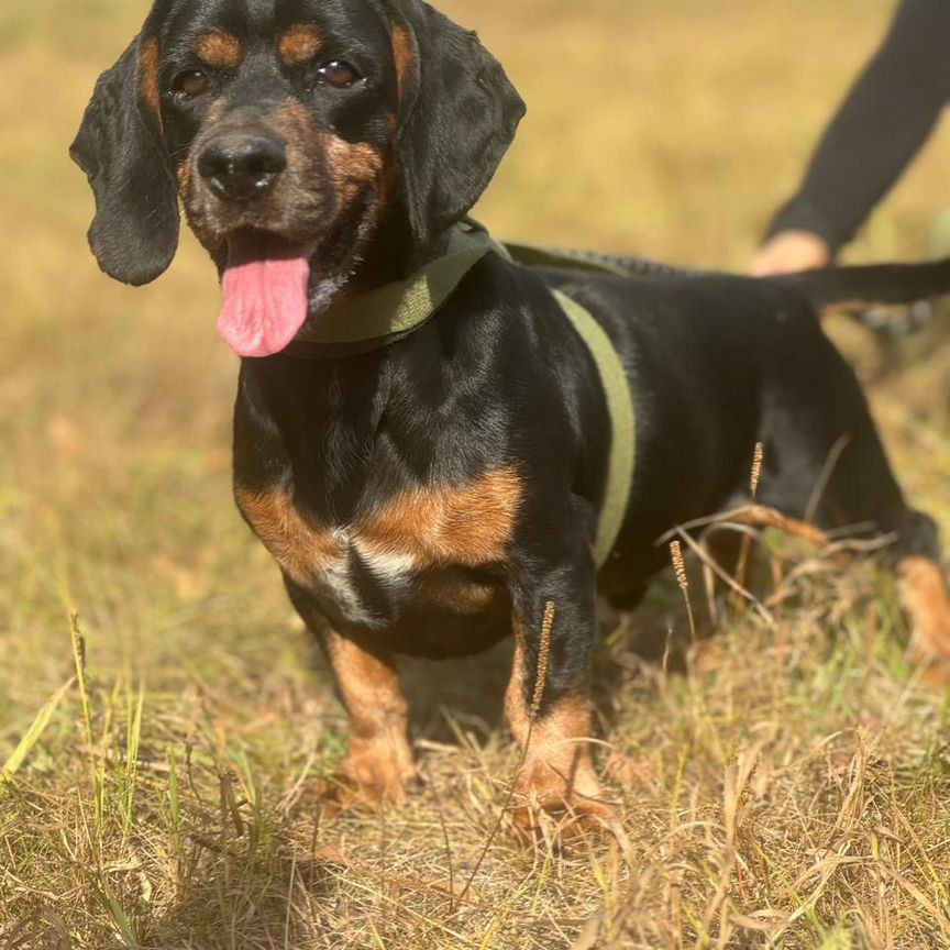 Гладкошерстный такс не виживет зимой в приюте
