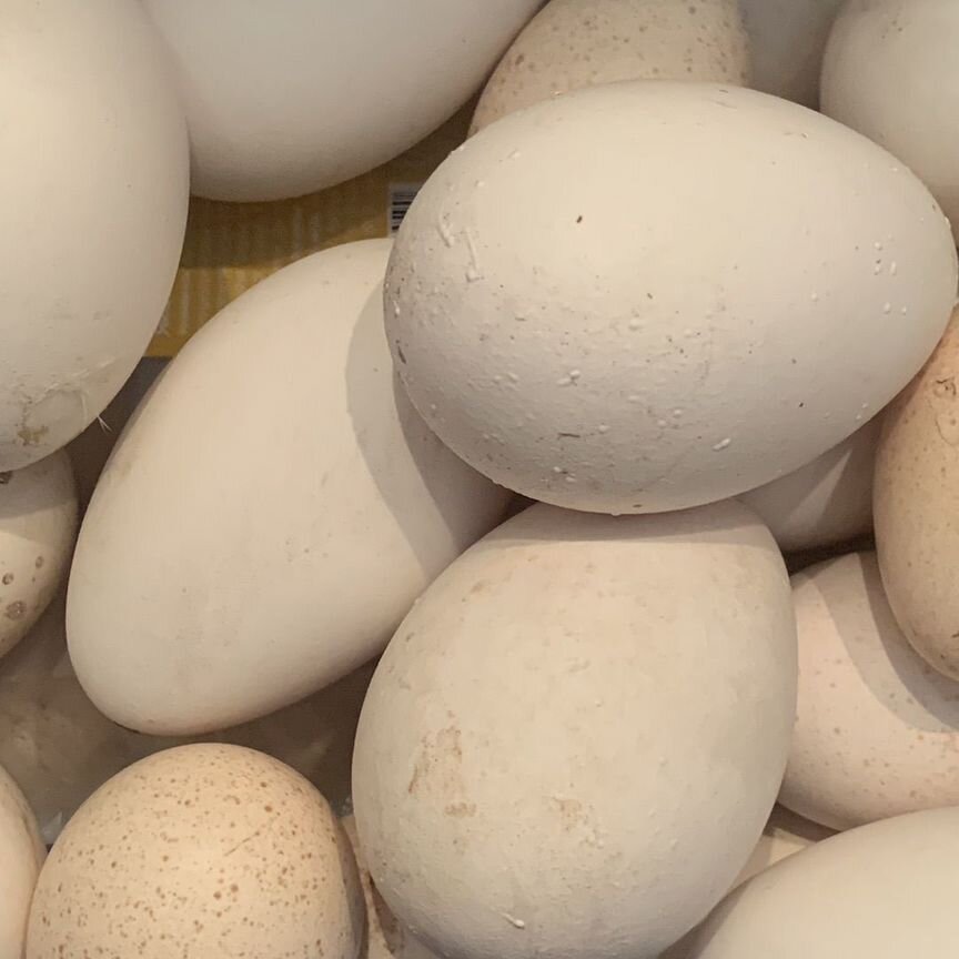 Яйцо гусиное и индюшки