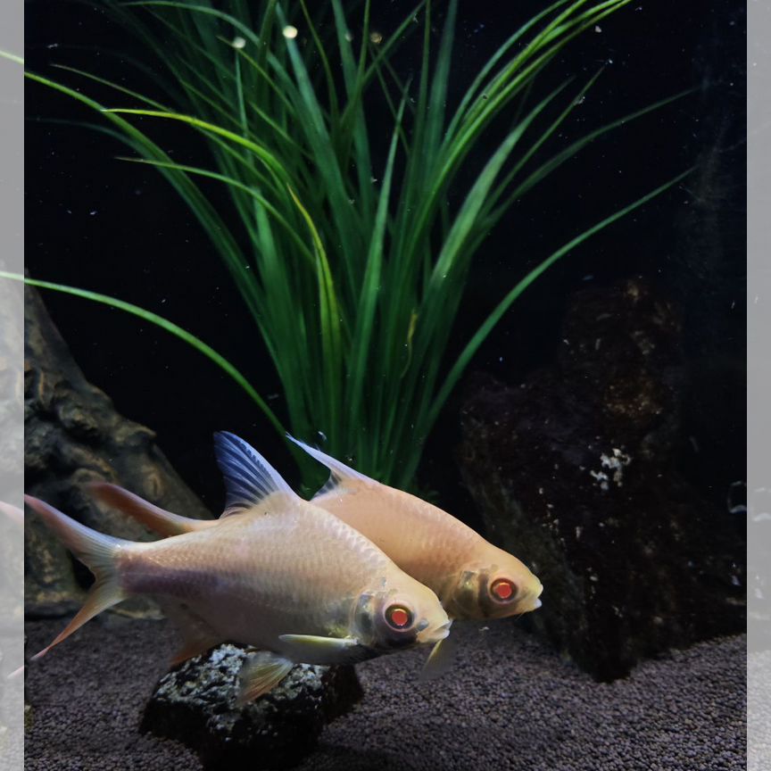 Барбусы Лещевидные золотые 2 шт