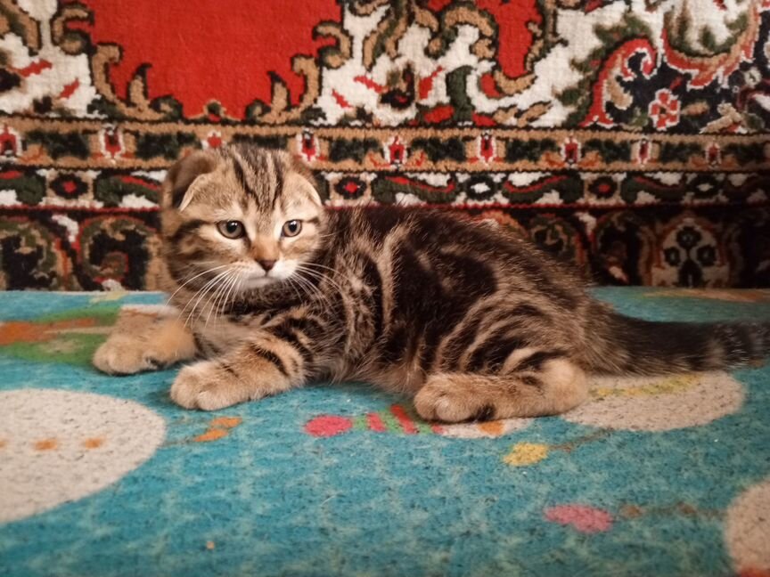 Шотландские котята