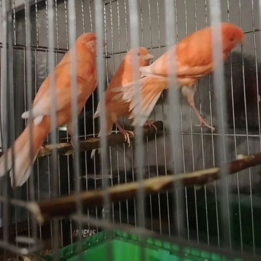 Кенара и канарейки