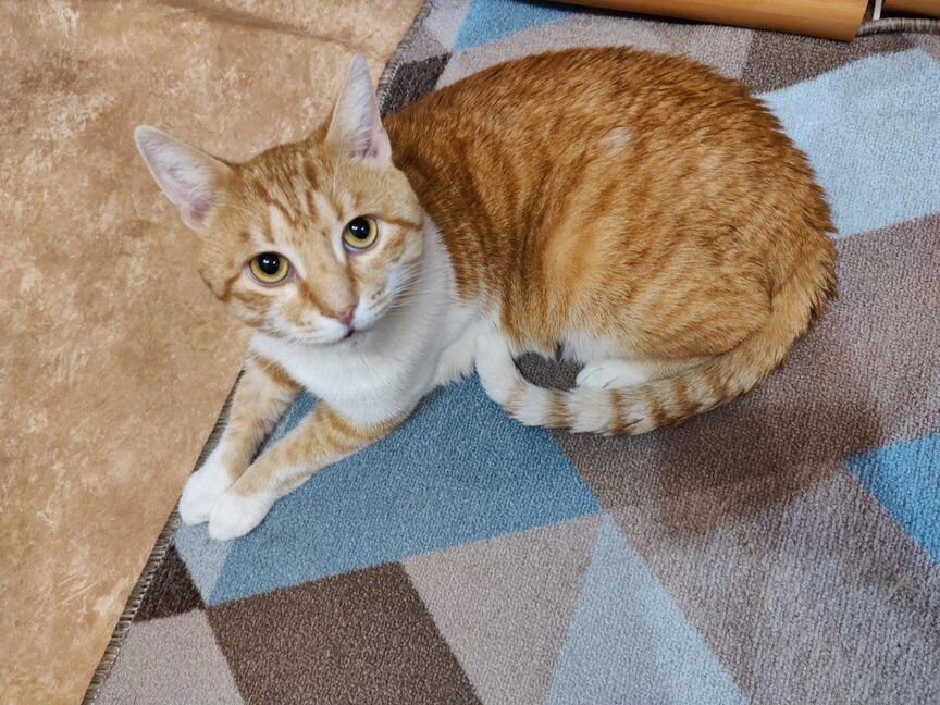 Котик Симба давно ждет своего хозяина