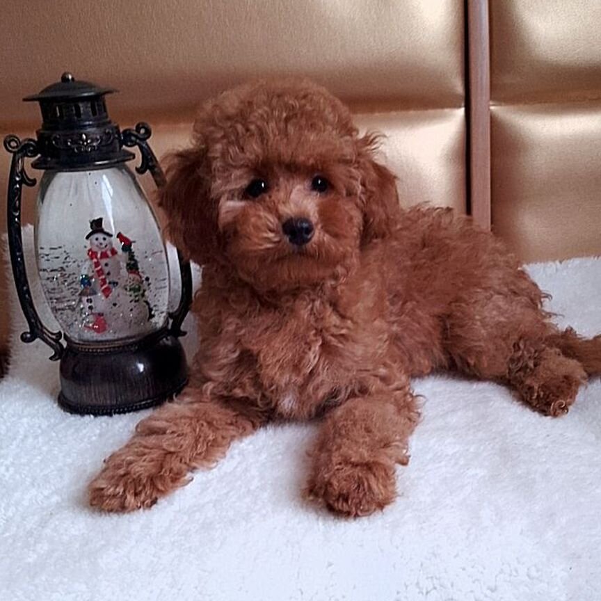 Кукольный мальчик. Той пудель