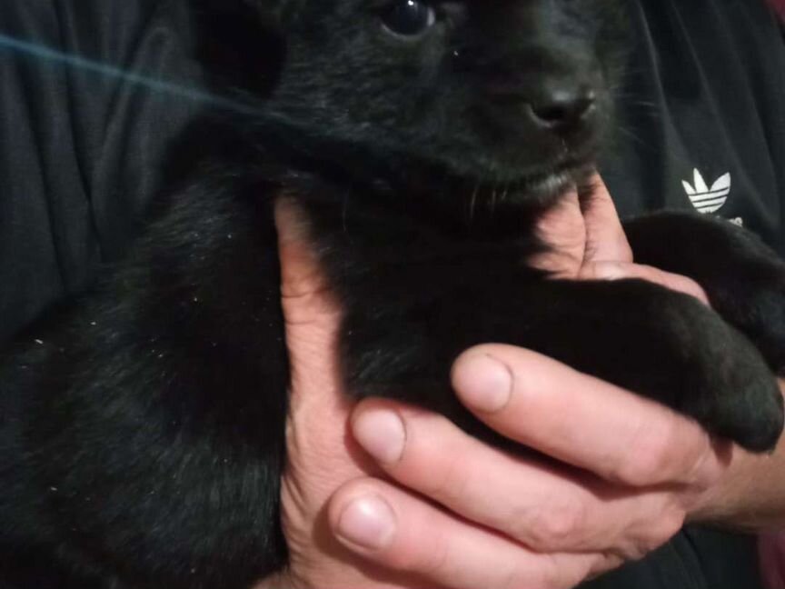 Щенуля в добрые руки