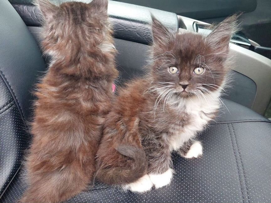 Котята мейн-кун