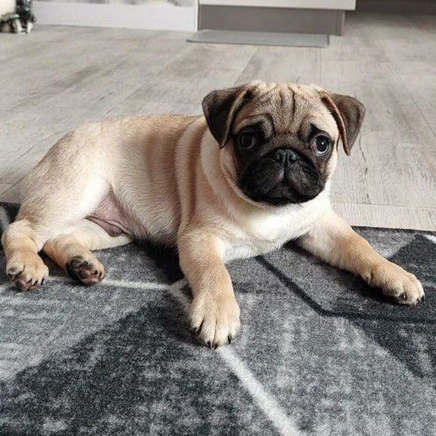 Мопс, щенок