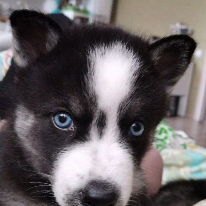 Сибирский хаски