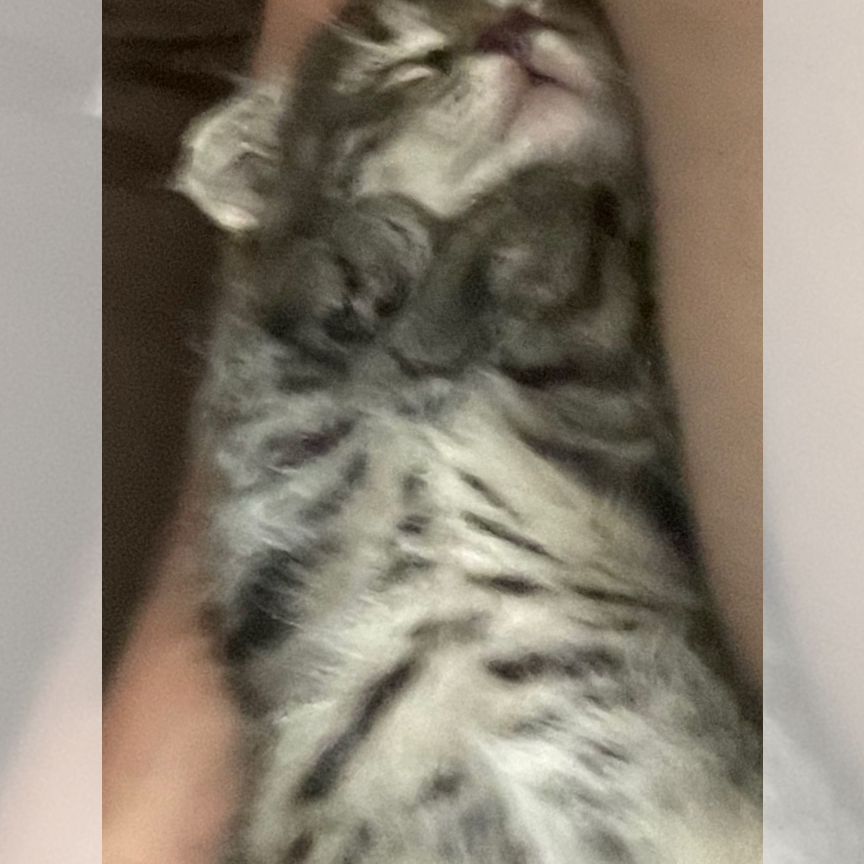 Шотландский вислоухий короткошёрстный котёнок