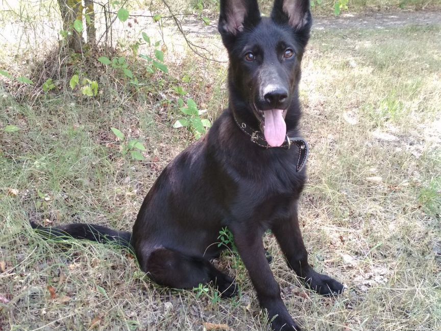 Немецкая овчарка