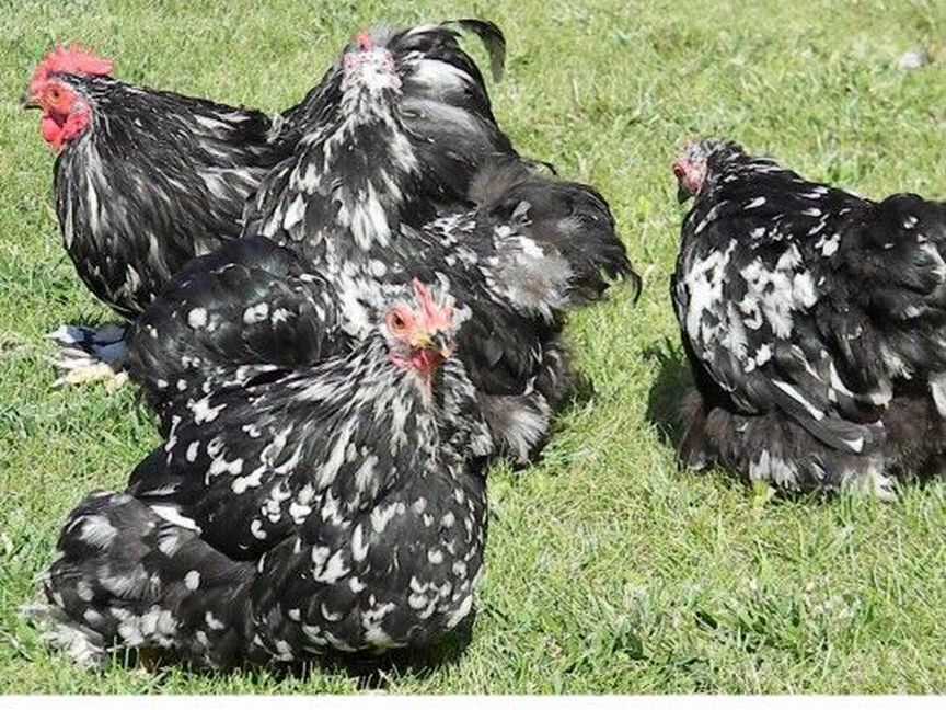 Куры разных пород