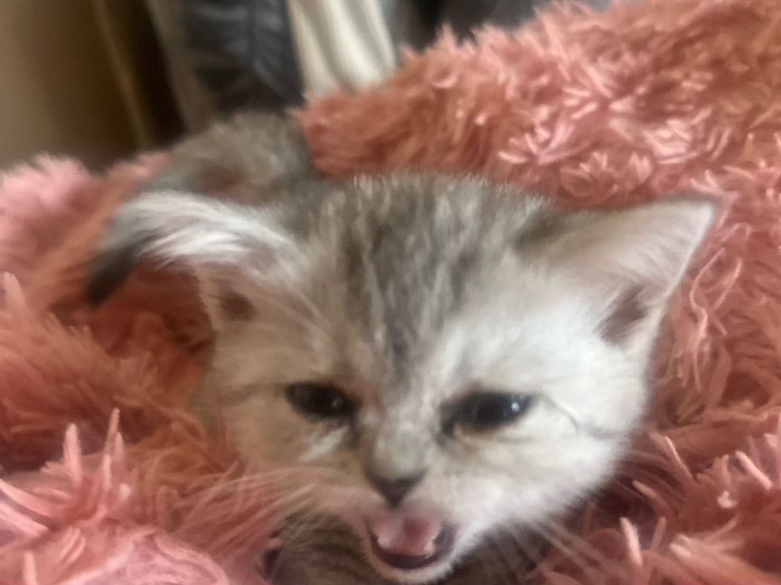 Шотландские прямоухие котята