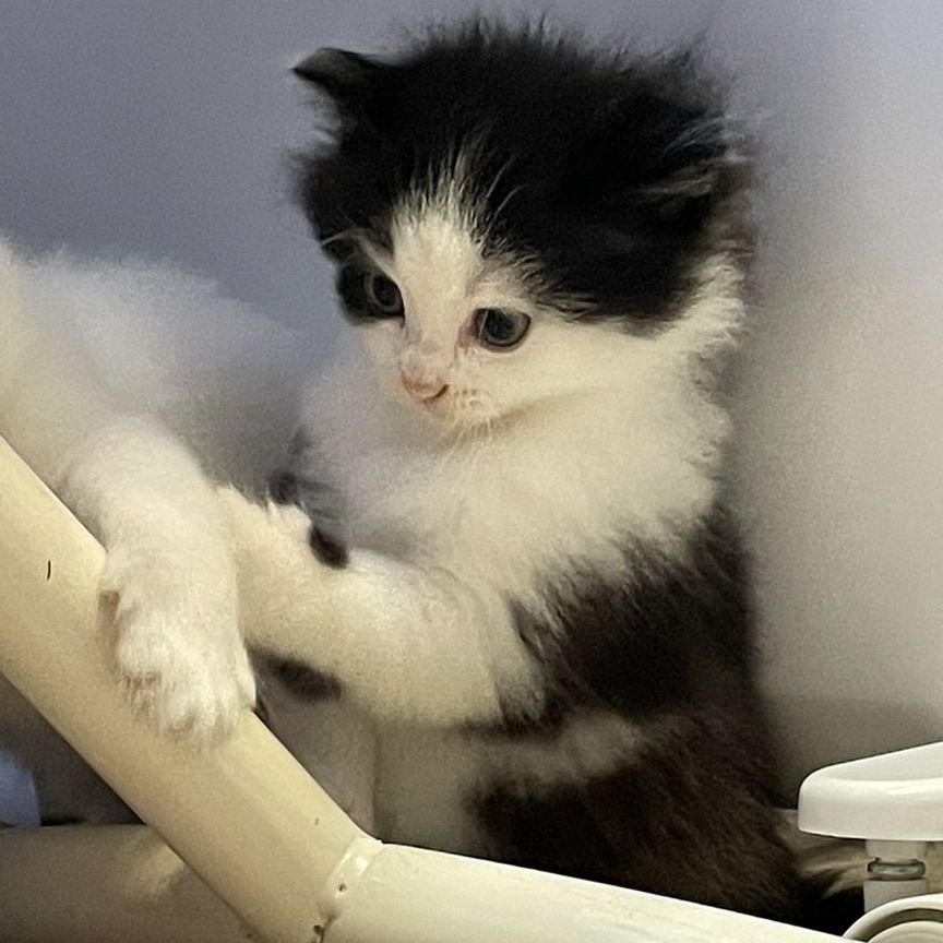 Отдам котят в добрые руки