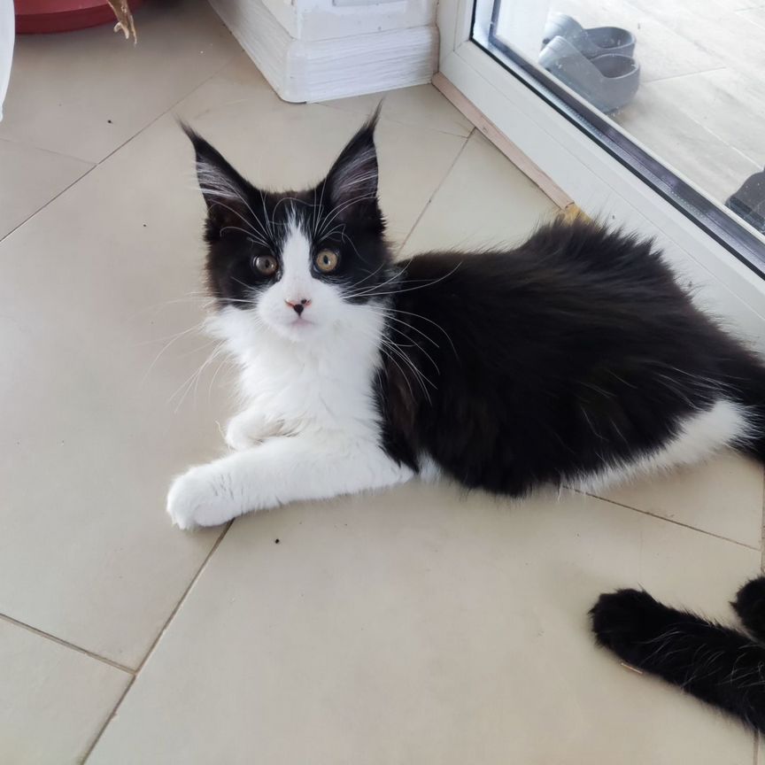 Продам принцессу Майн-кун