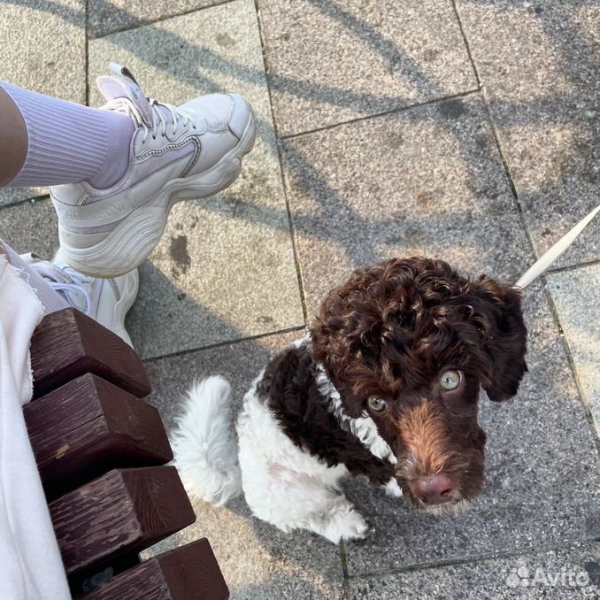 Вязка карликовый пудель