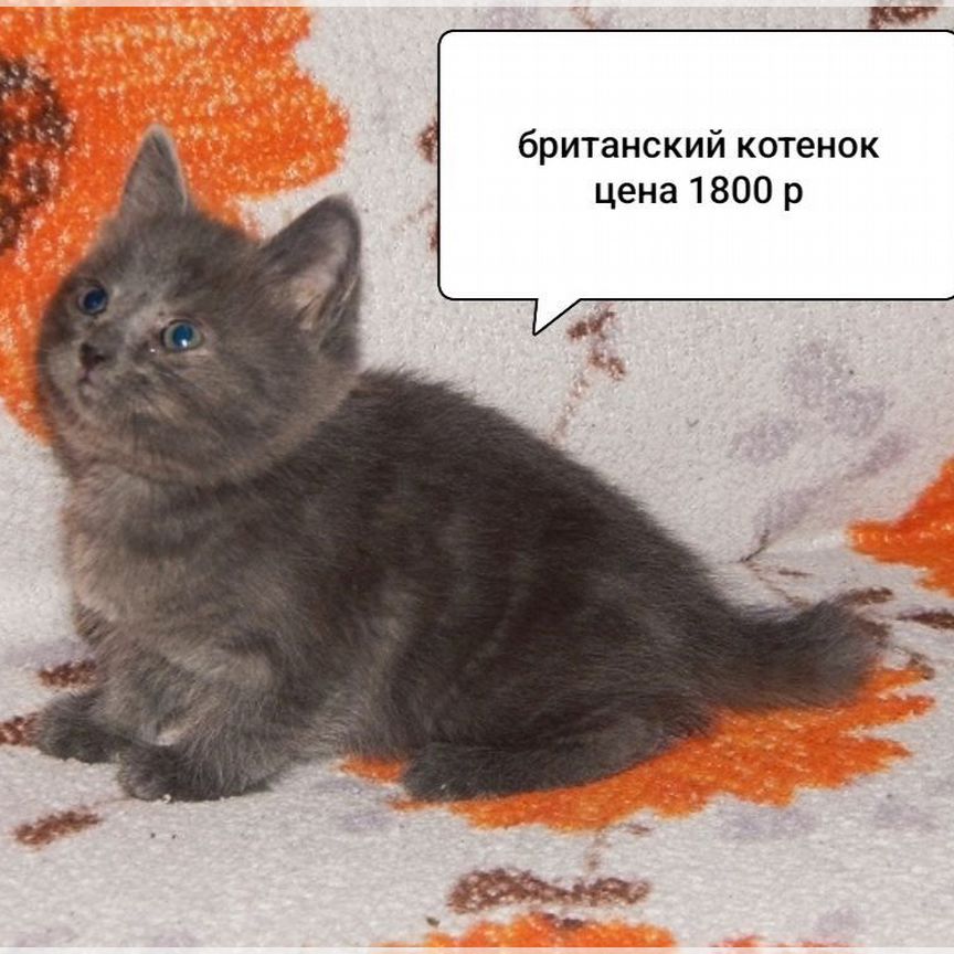 Котёнок в добрые руки