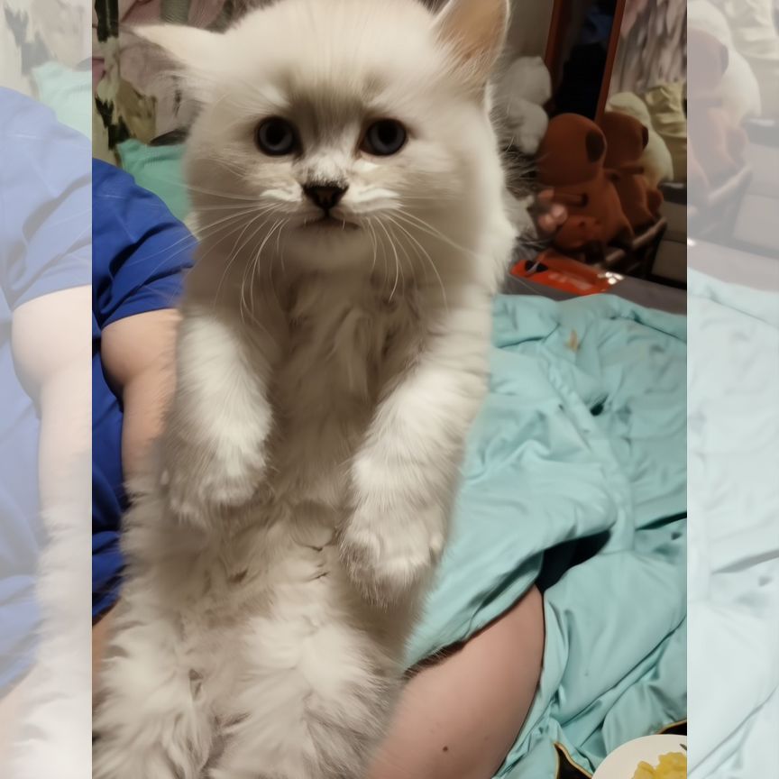 Невский маскарадный котёнок