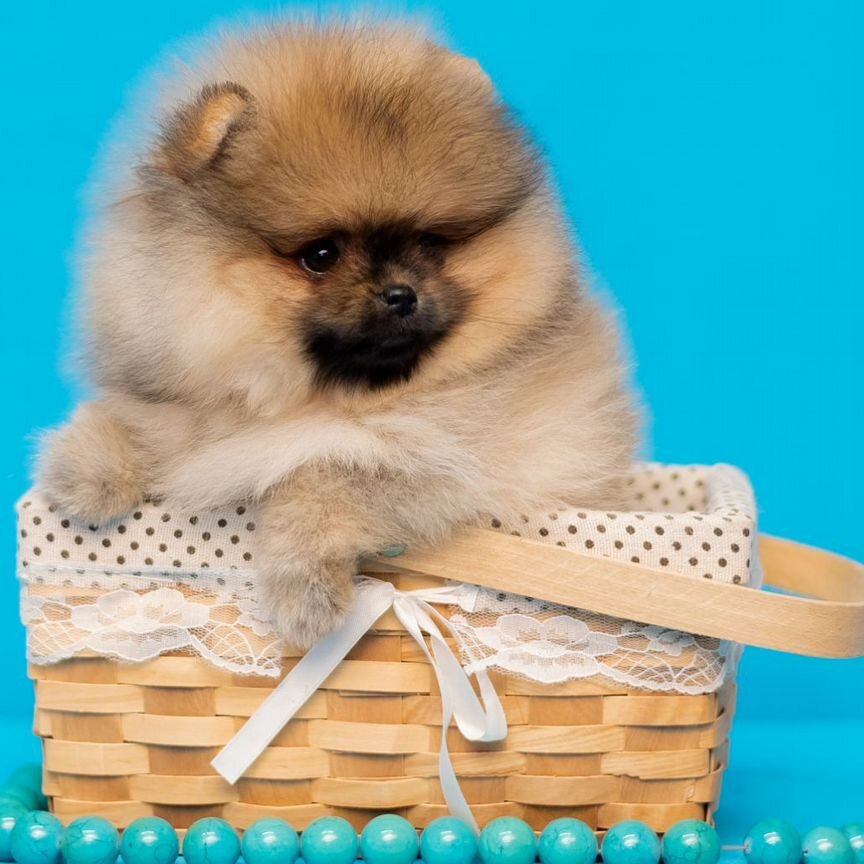 Очаровательный малыш померанец