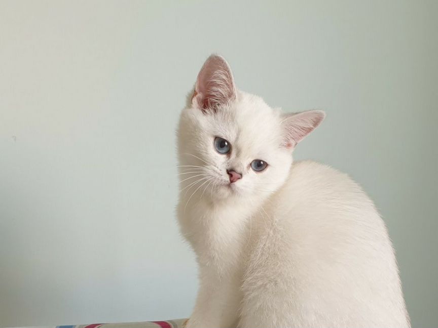 Британочка Лиллиан