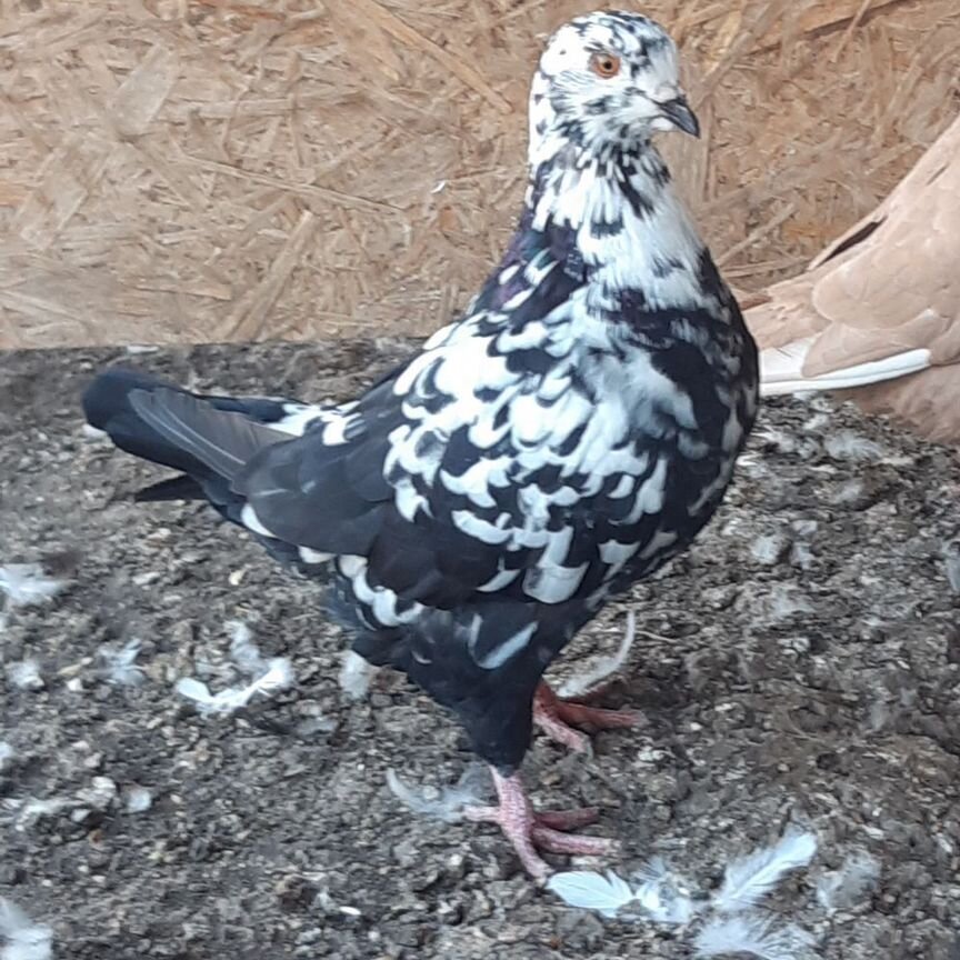 Голуби Кинги