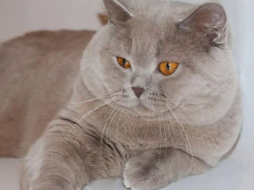 Британская лиловая кошка бесплатно