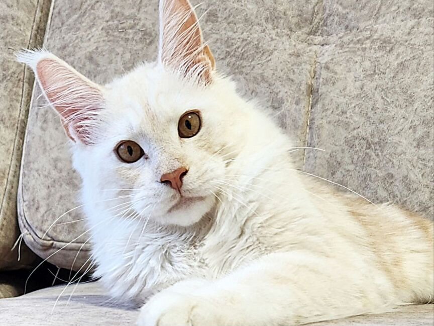 Мейн-кун мальчик