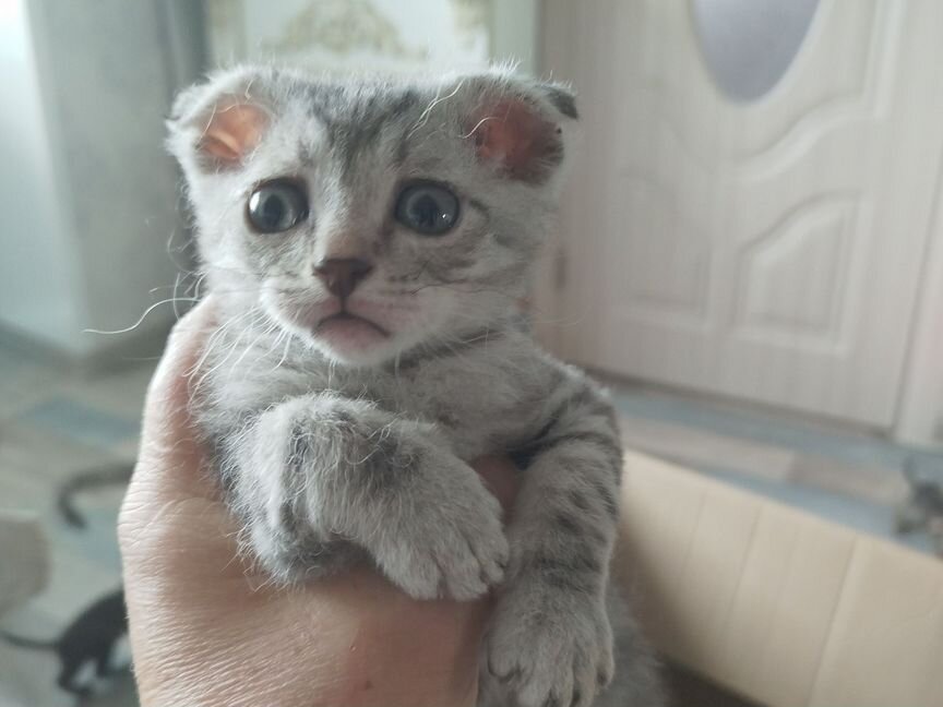 Котята в добрые руки бесплатно