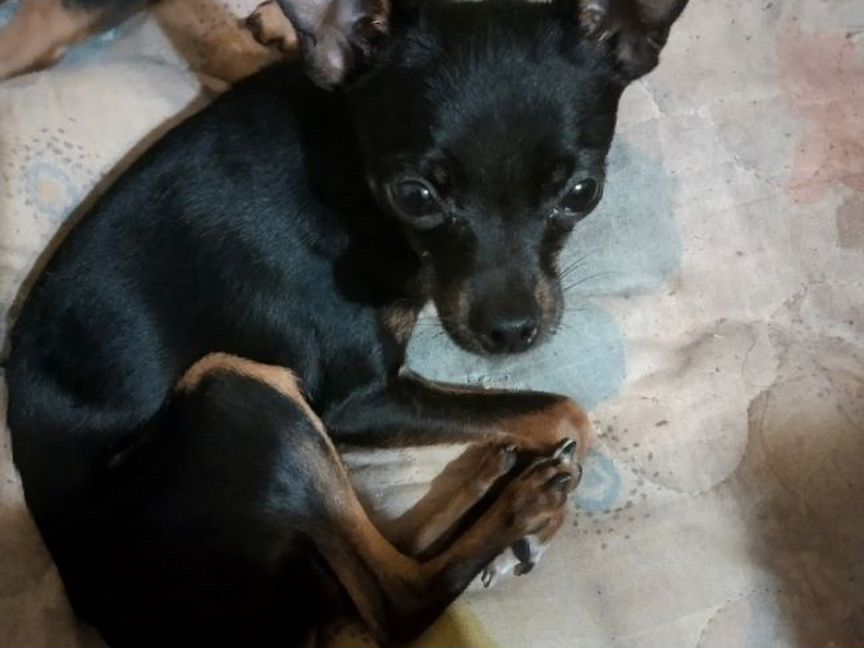 Мини Той-терьер