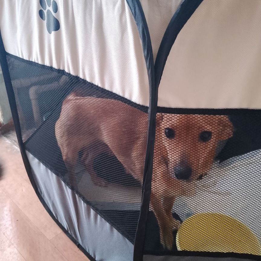 Взрослая собака в добрые руки