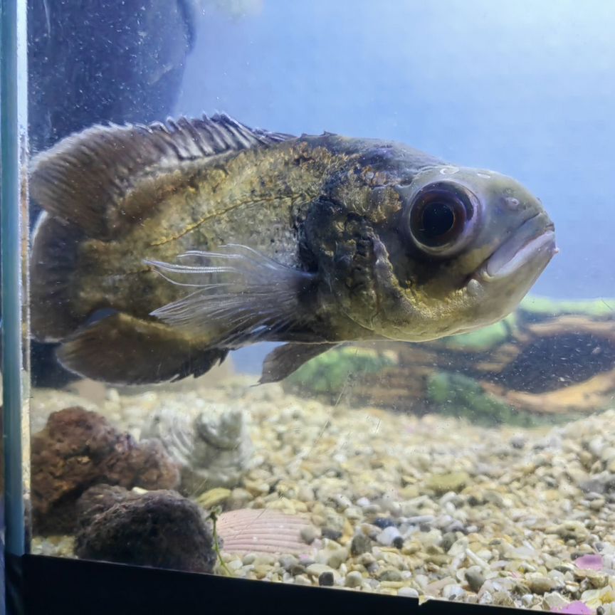 Астронотус