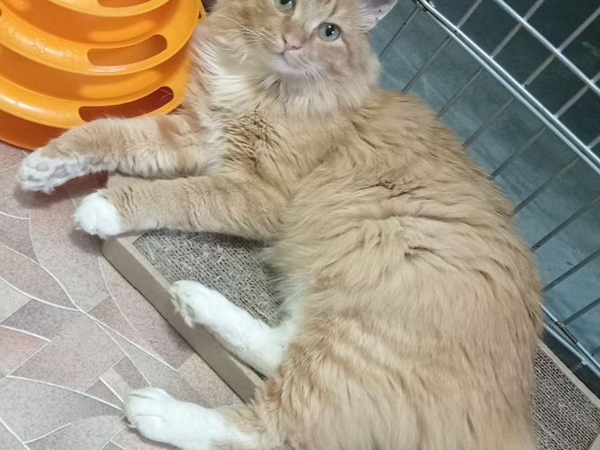 Кот в надёжные руки