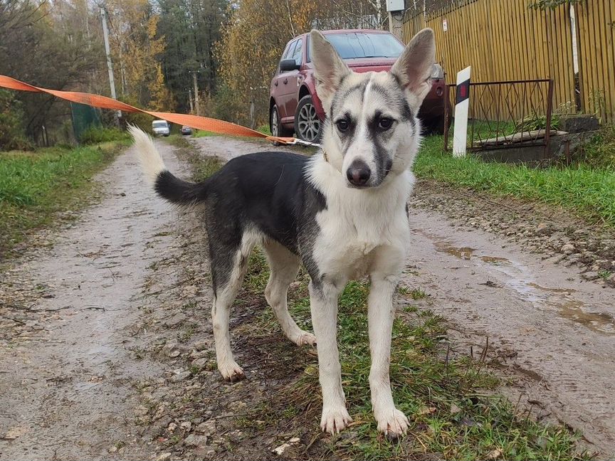 Собака в добрые руки (щенок)