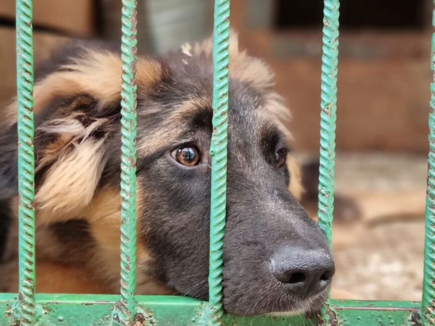 Собака пропадает