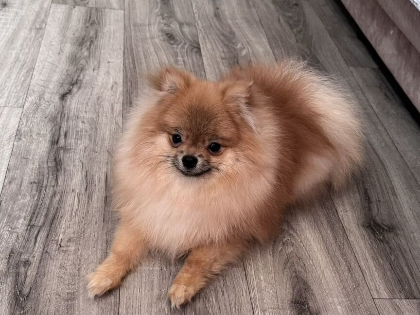 Померанский шпиц