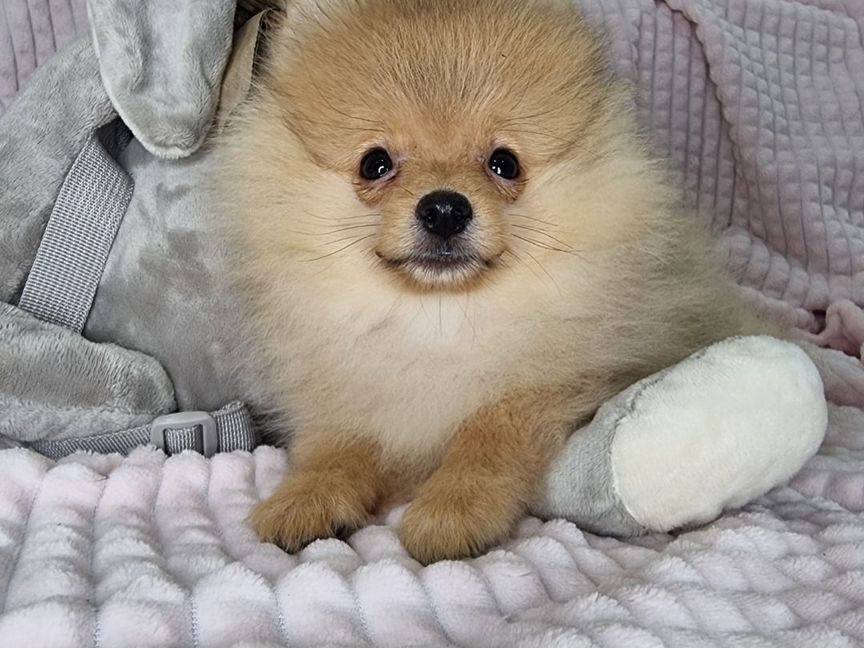 Померанский шпиц