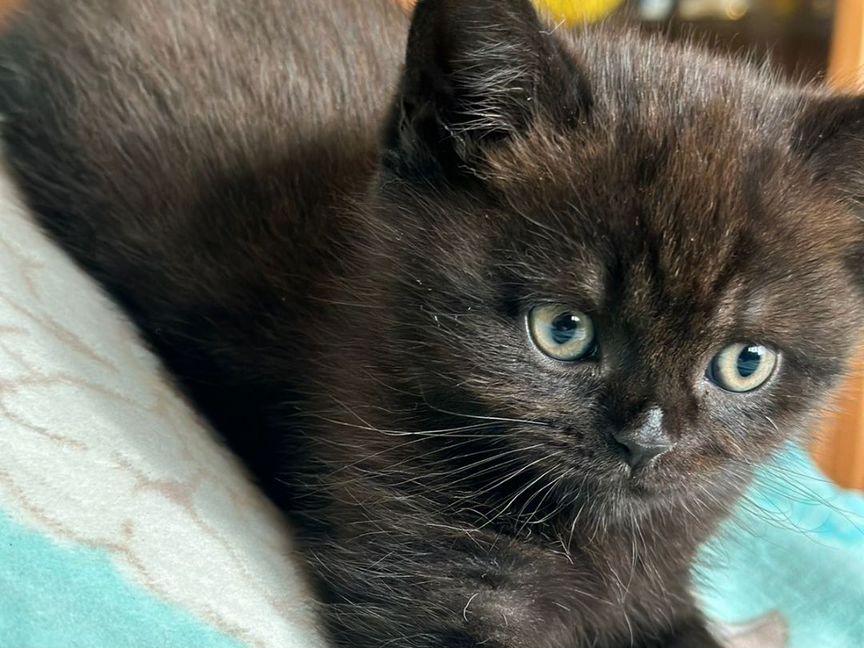 Шотландский котик к продаже