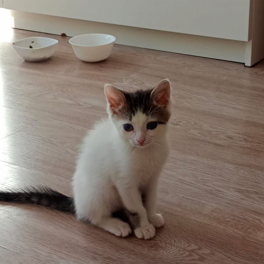 Котенок в дар