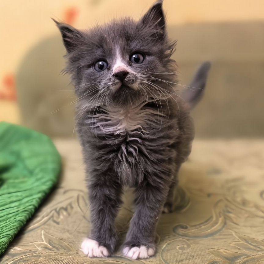 Сибирский котёнок