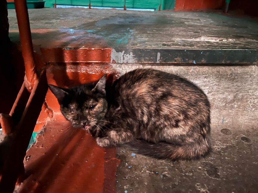 Кошечка в холодном подъезде