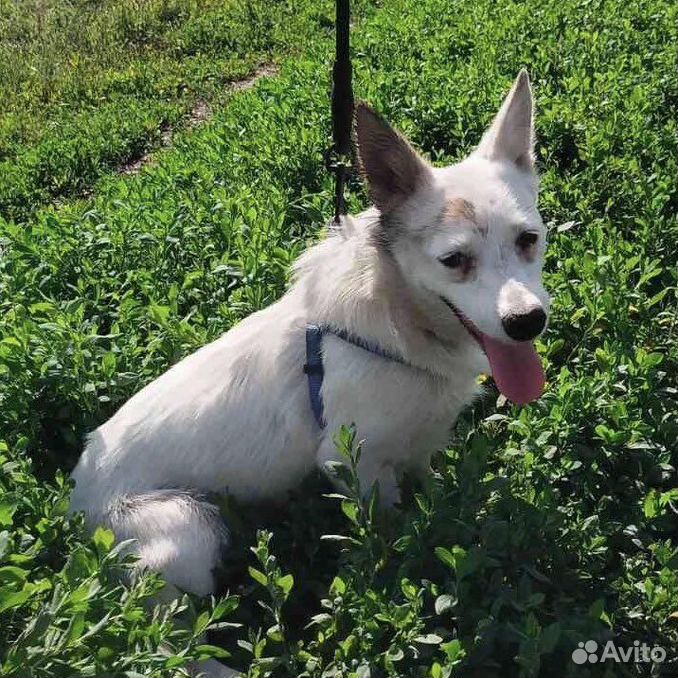 Чудесная Снежка ждет тебя