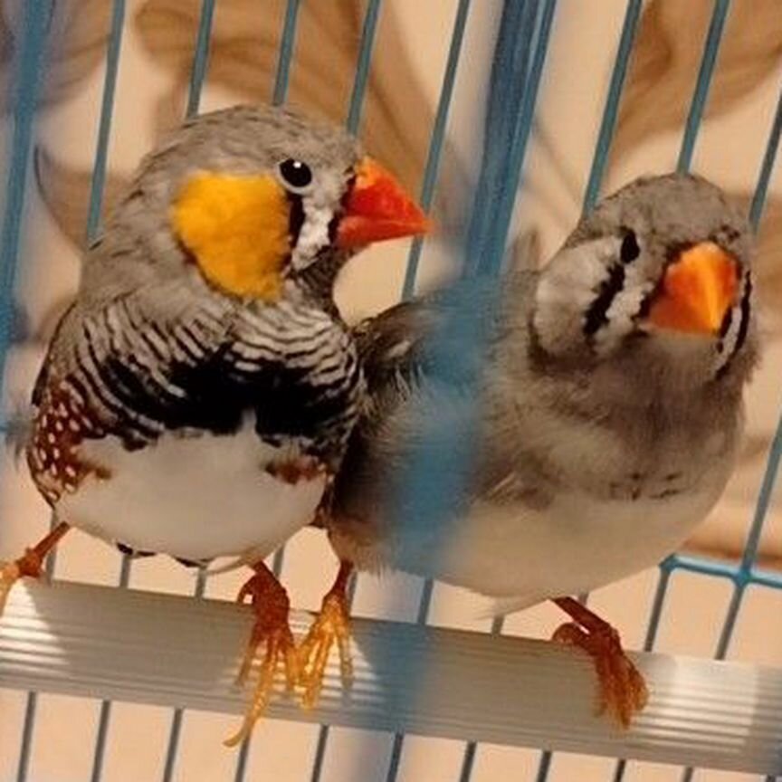 Попугайные Амадины пара им 1 год