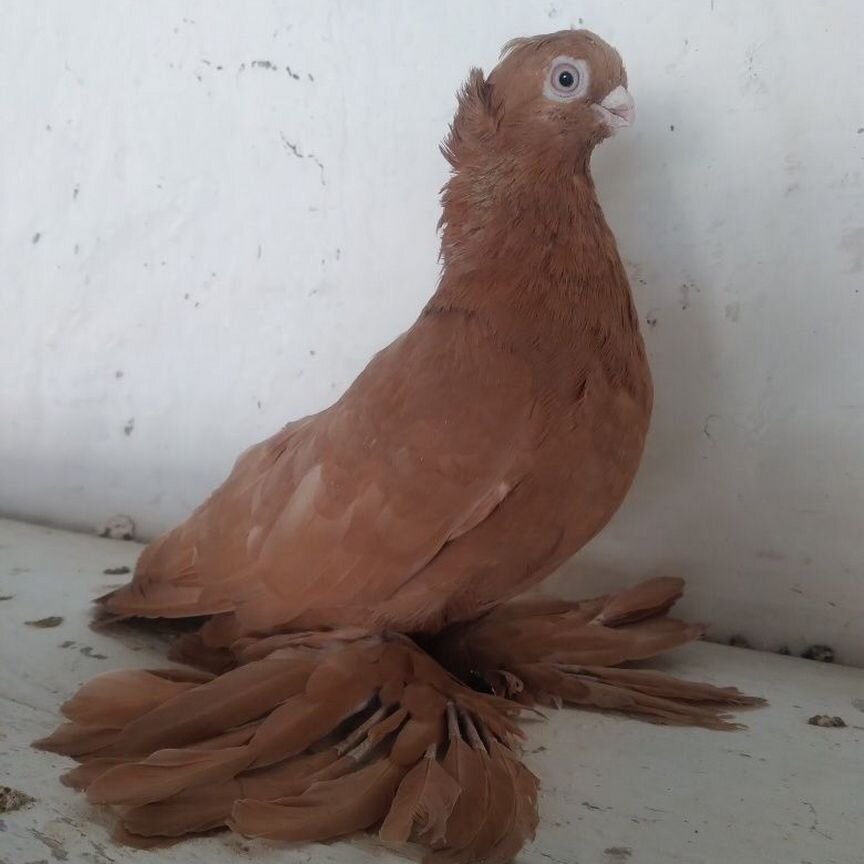 Голуби узбекские