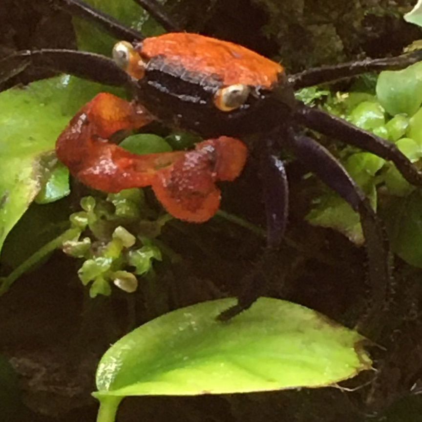 Краб красный дьявол