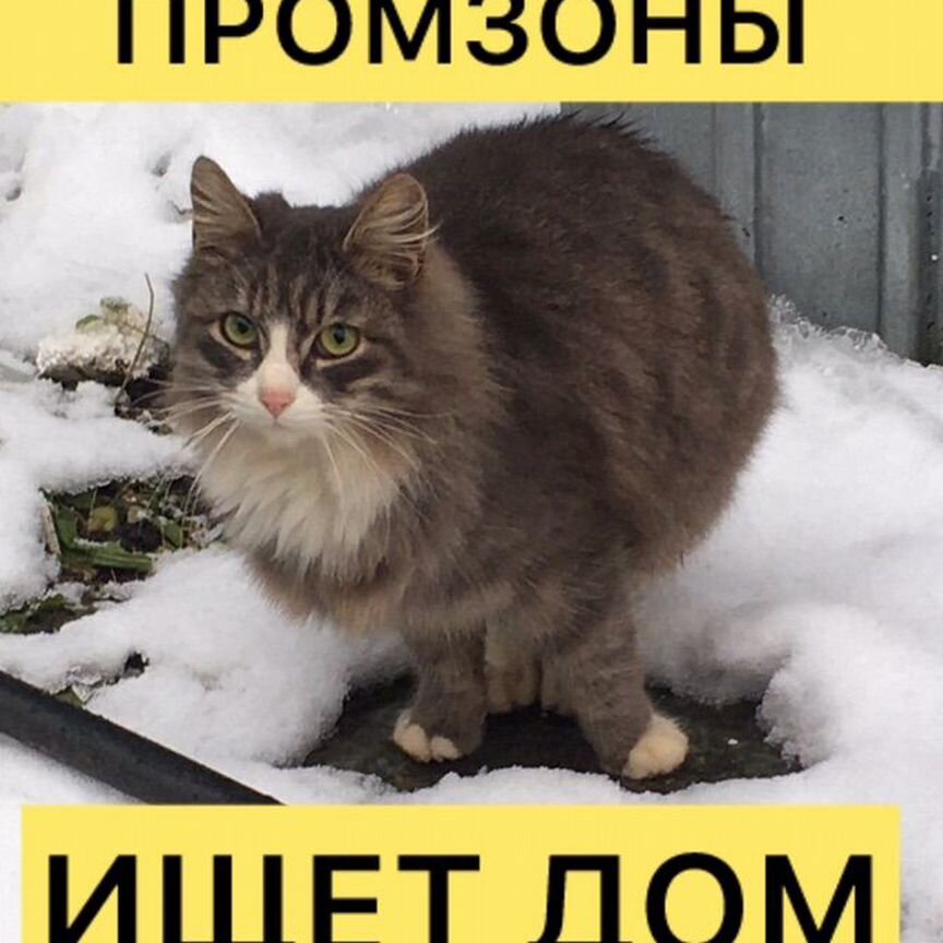 Взрослый кот в добрые руки