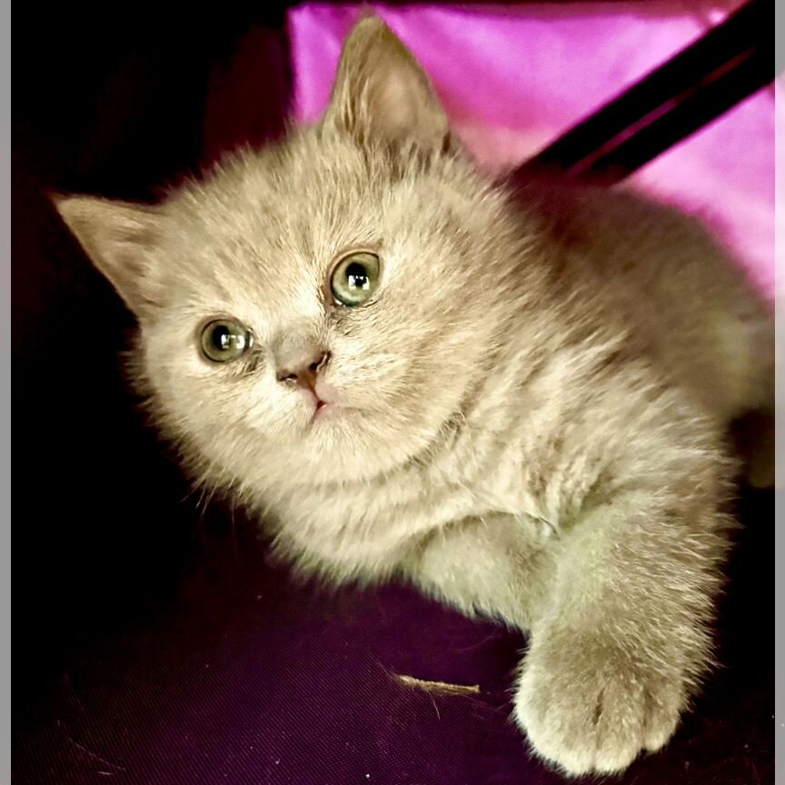 Шотланлские котята