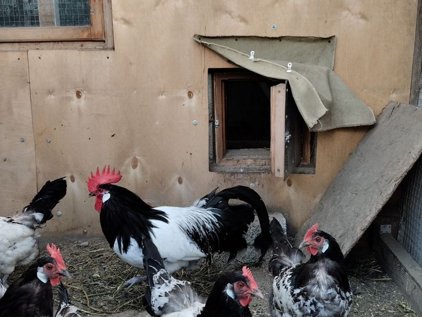 Инкубационное яйцо Лакенфельдера