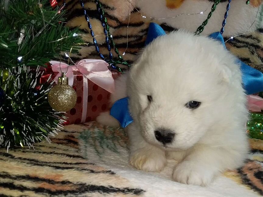 Самоедик мальчик